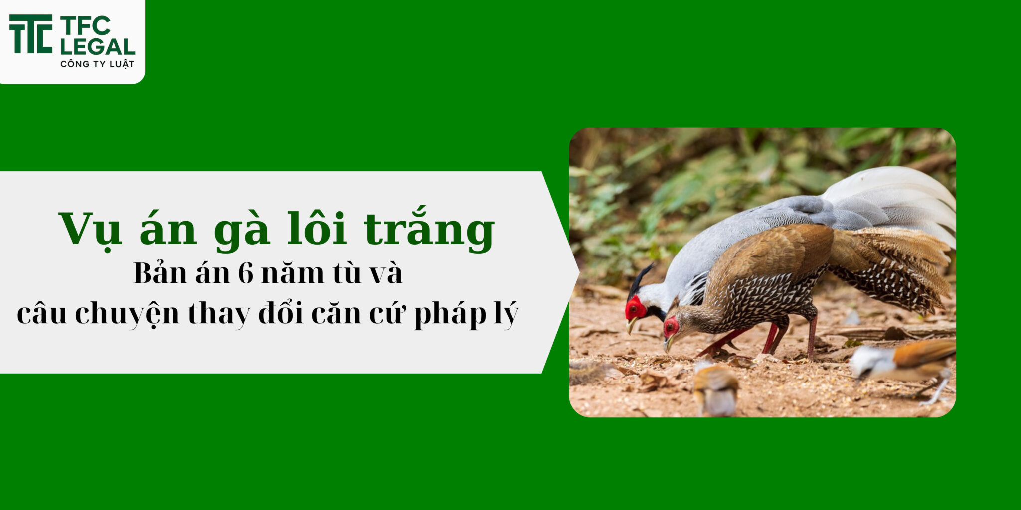 Vụ án gà lôi trắng: Bản án 6 năm tù và câu chuyện thay đổi căn cứ pháp ...